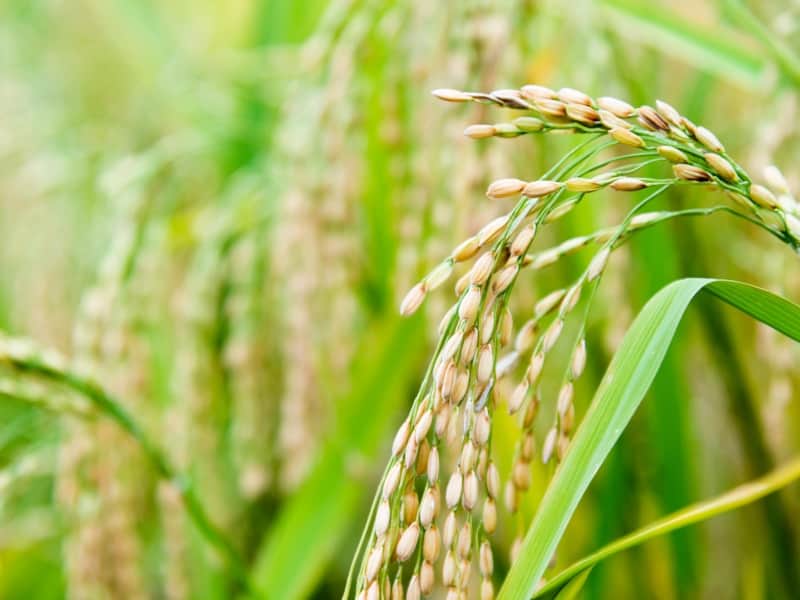 Going the green way: Rice husks as an eco-friendly source of silica ...