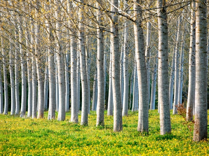 Biotechnological enhancement of fast-growing trees as a renewable ...