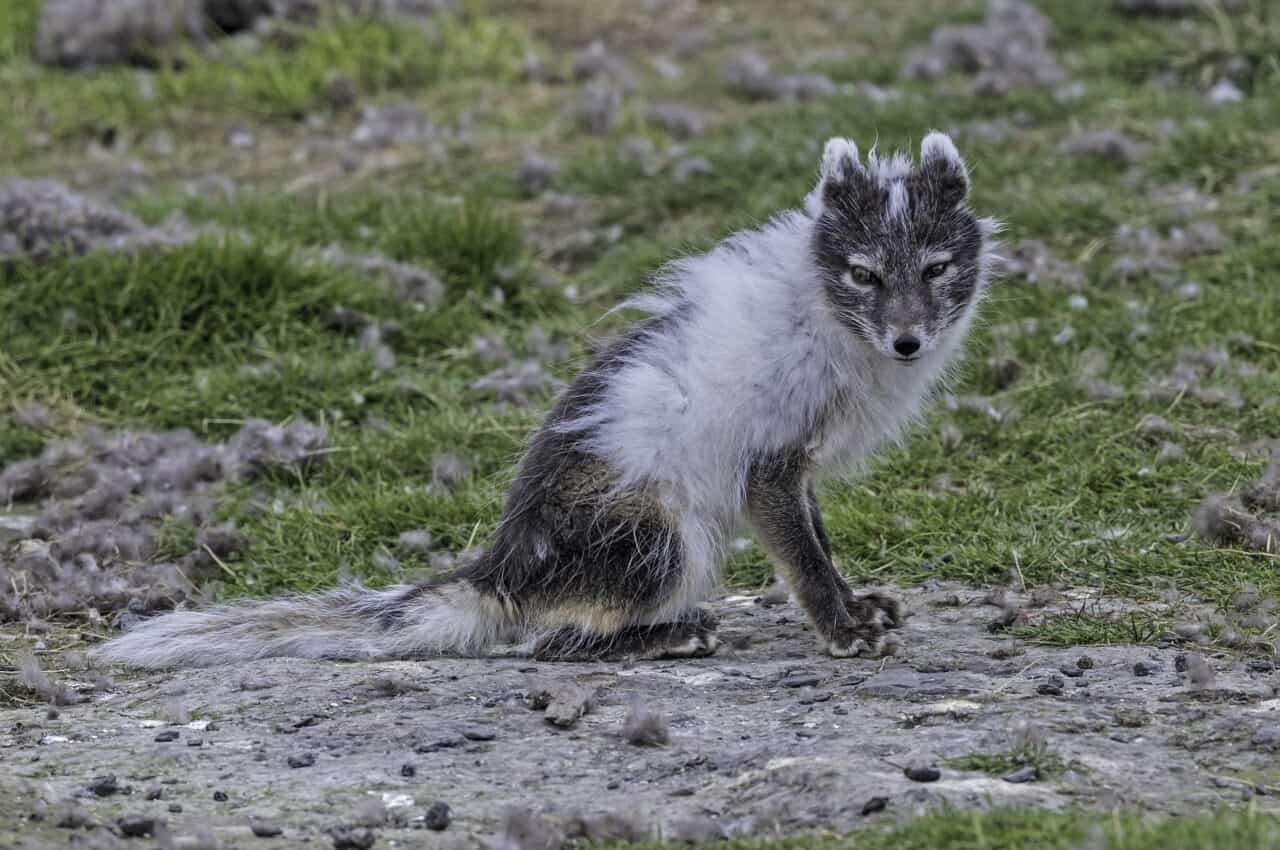 How Climate Change Affects Animal Migration in the Arctic - De Gruyter ...