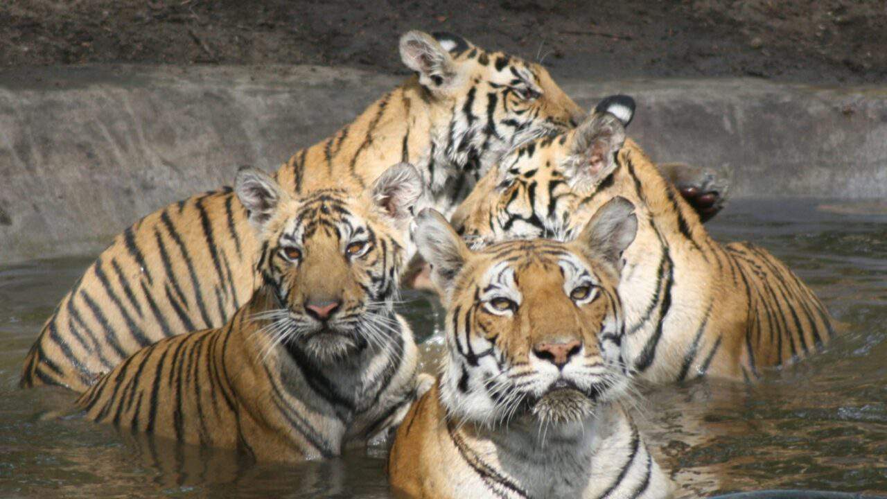 Save the Planet, Grow the Economy! Lessons from Tiger Conservation - De ...